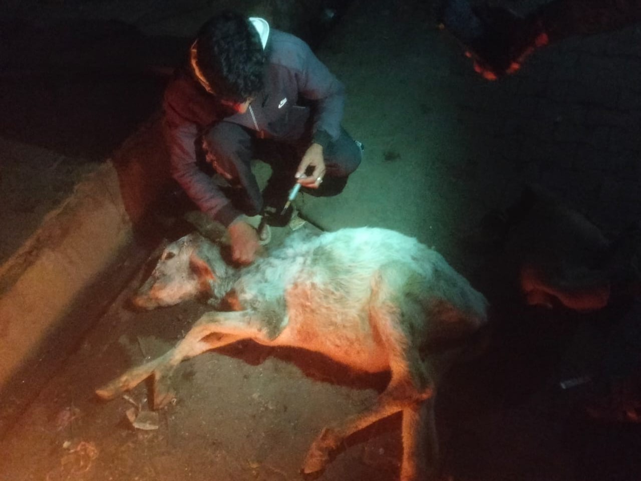 Kundal Leopard Attacks Calf in Inhabited Area | Villagers Scare