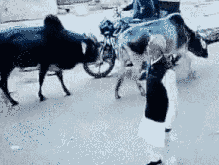 Chhatarpur Man Attacked by Stray Bull | Hip Fracture, Head Injuries