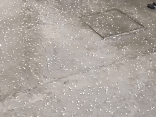 Yamunanagar Cold Wave Intensifies | Farmers Worry Amidst Hailstorm & Rain