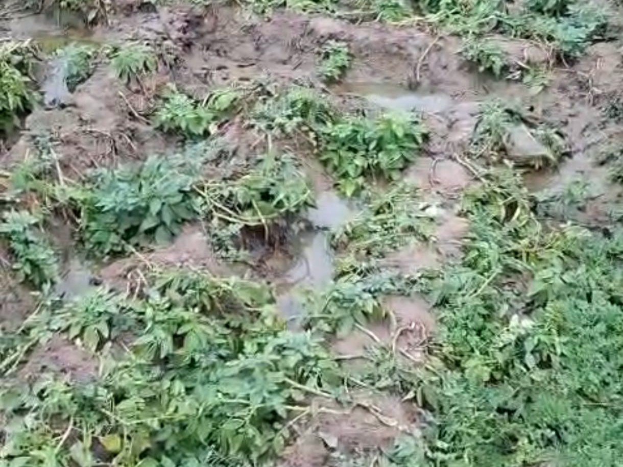 Sadabad Rain Sparks Farmer Fears: Potato Blight, Beet Germination Hit
