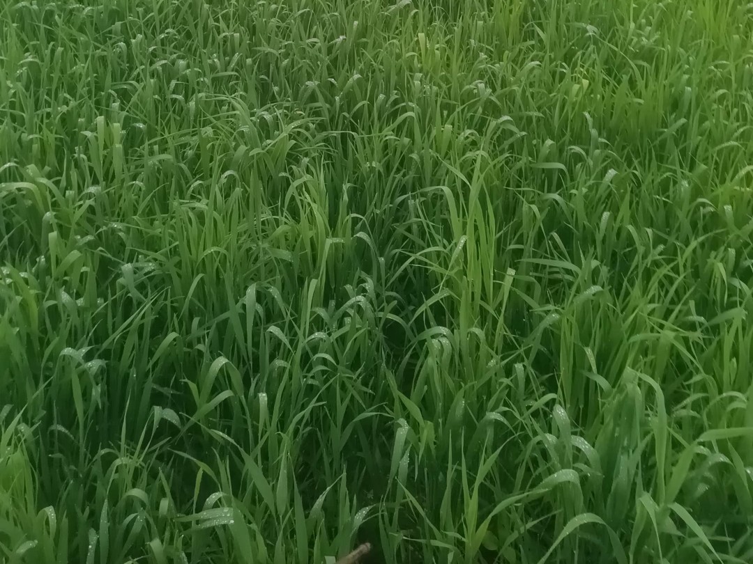 Shravasti Farmers Get Rain Relief | Crops Benefit from Thunderstorm Showers