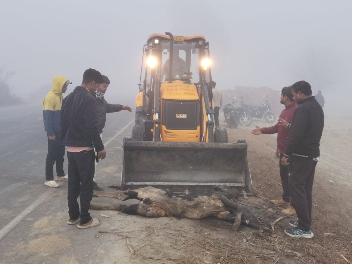 Lakhimpur Kheri Cow Funeral | Bajrang Dal Activists Use JCB