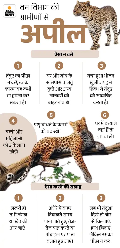 Leopard Caught Devguradia, Mahu Army College Movement Continues | Indore
