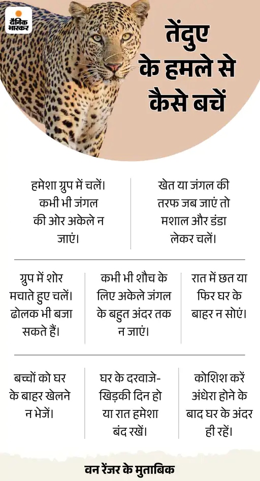 Leopard Caught Devguradia, Mahu Army College Movement Continues | Indore