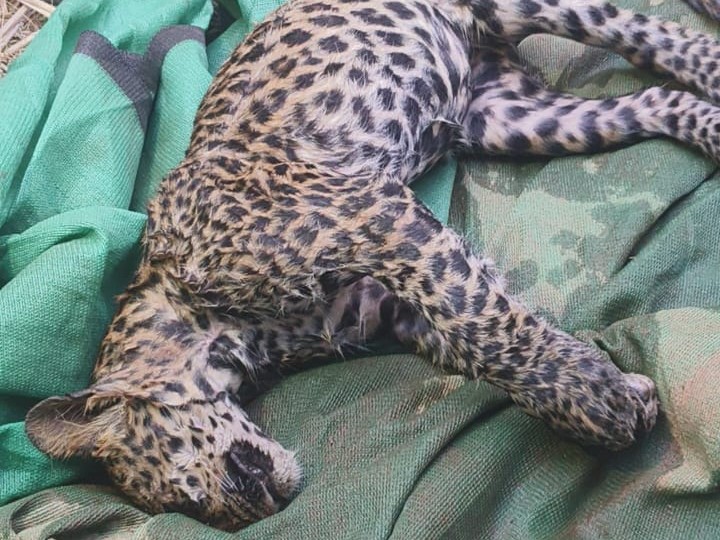 Surajpur Leopard Cub Death in Well | Forest Dept Investigates