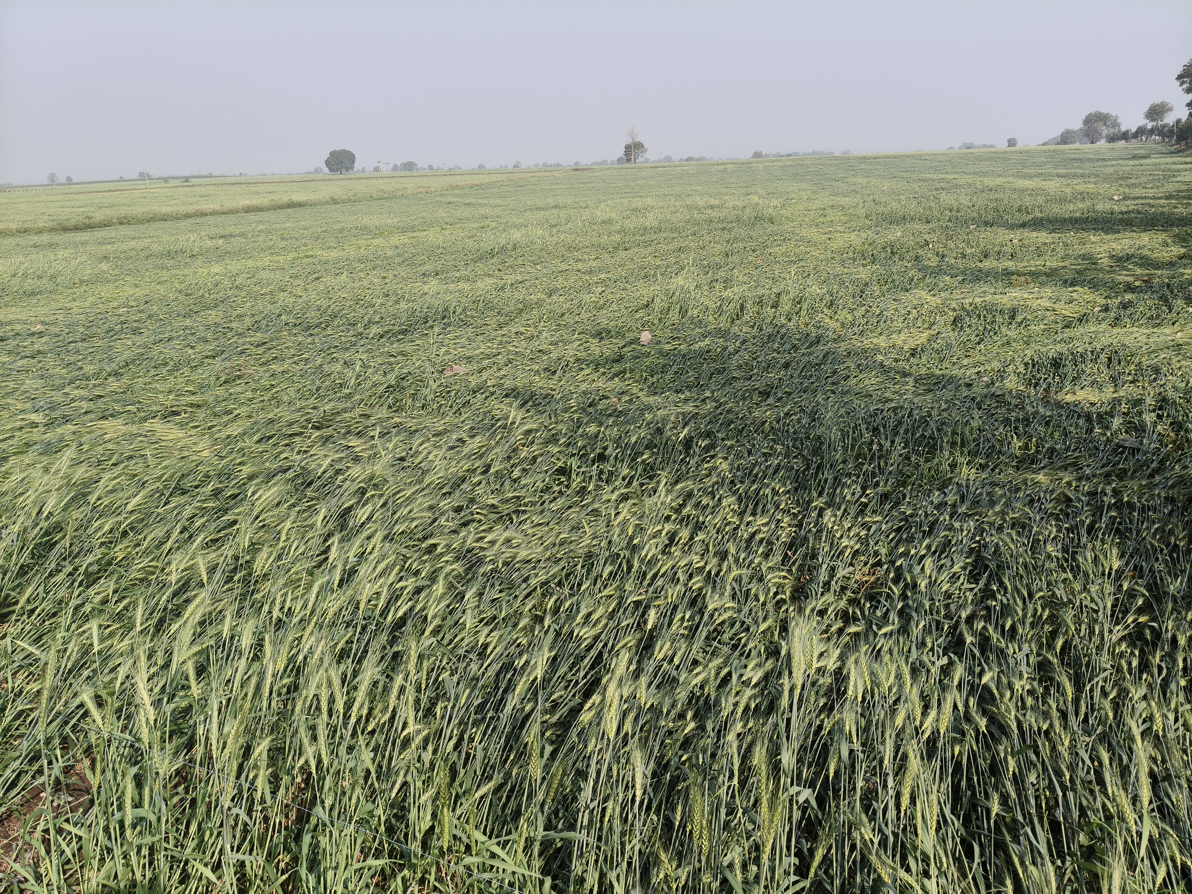 Harda Wheat Registration: Bond Rule for Farmers from Feb 2