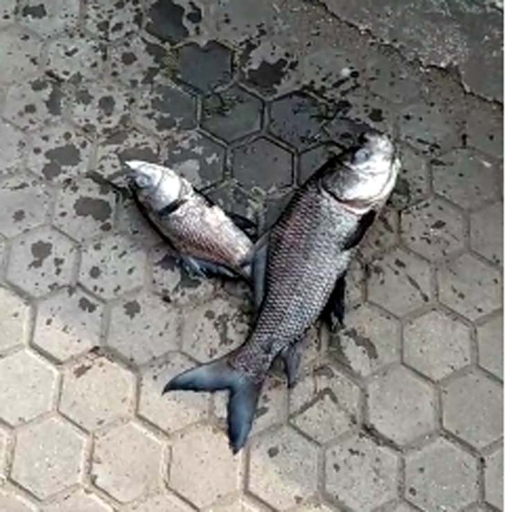 Raigarh Ganesh Talab Fish Deaths | Water Contamination Concerns