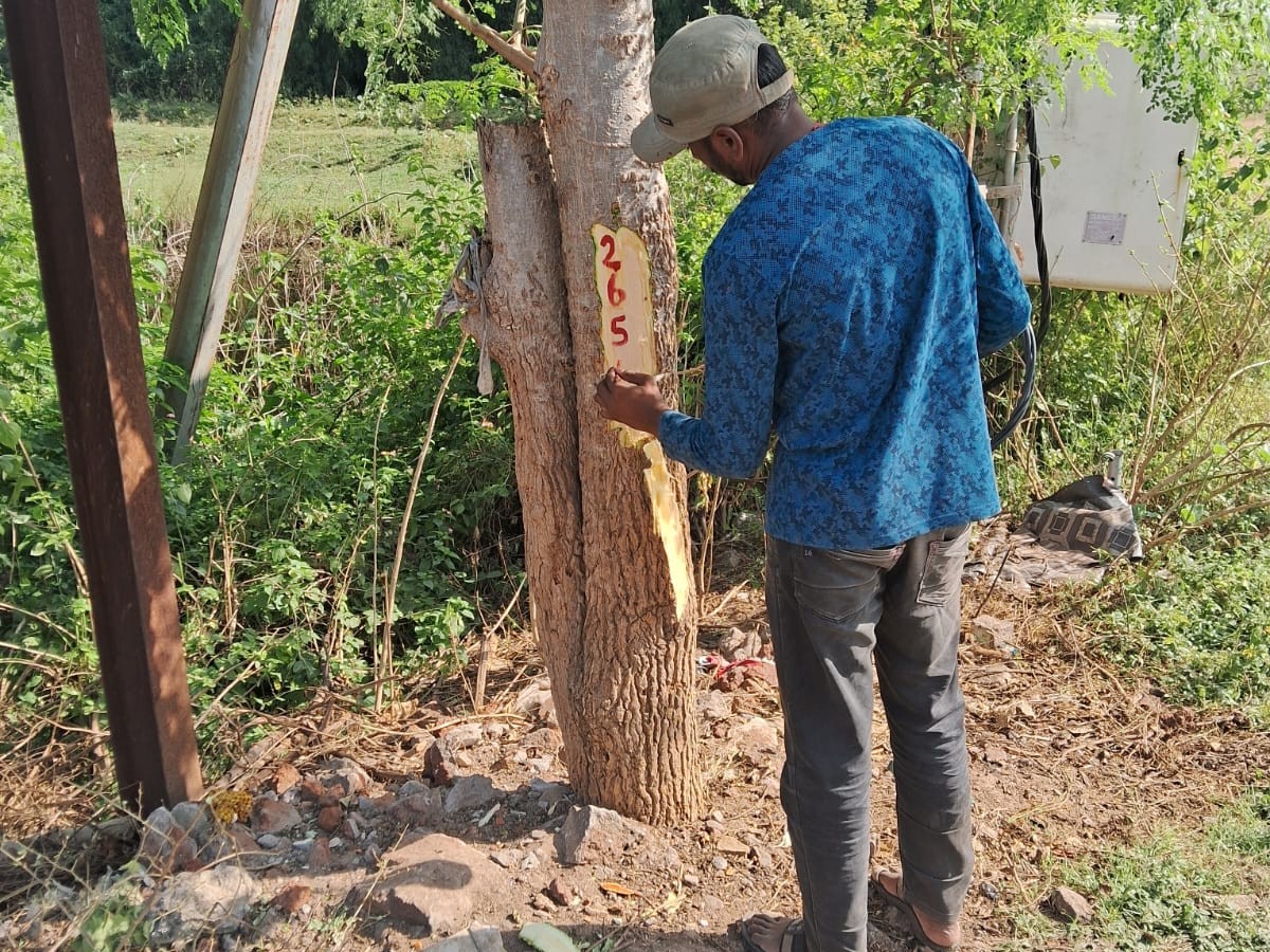 Narmadapuram-Timarni Road Widening | MP Highway Project Trees Cut