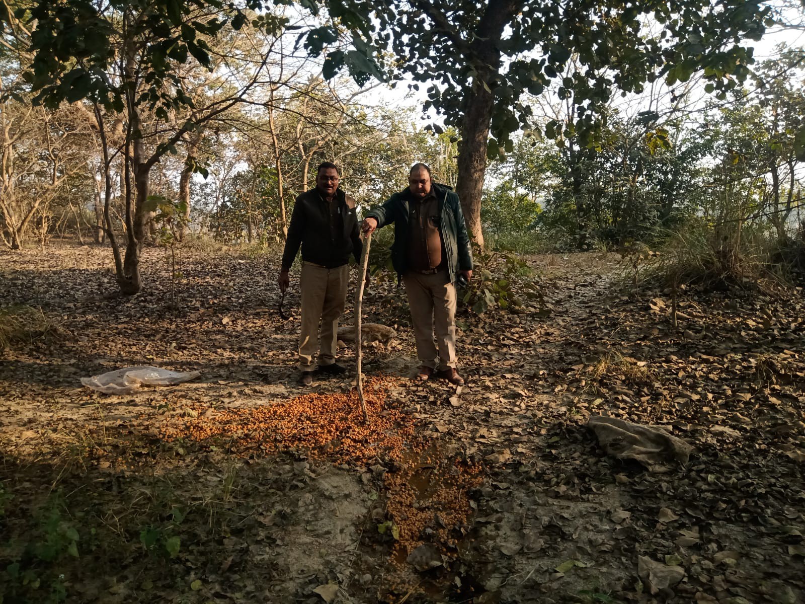 Gosaiganj Excise Raid | 800kg Lahan Destroyed, 85L Illicit Liquor Seized
