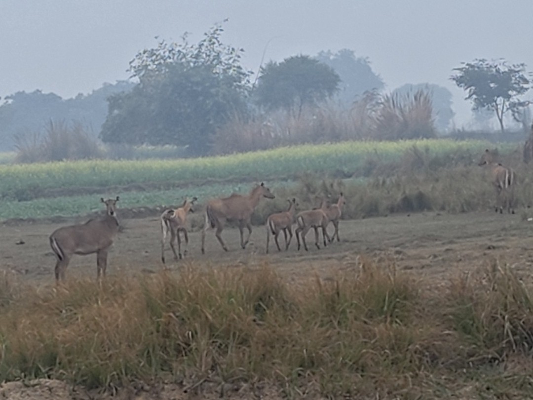 Kaudihar Farmers Worry as Nilgai Attack Crops | Rural Distress