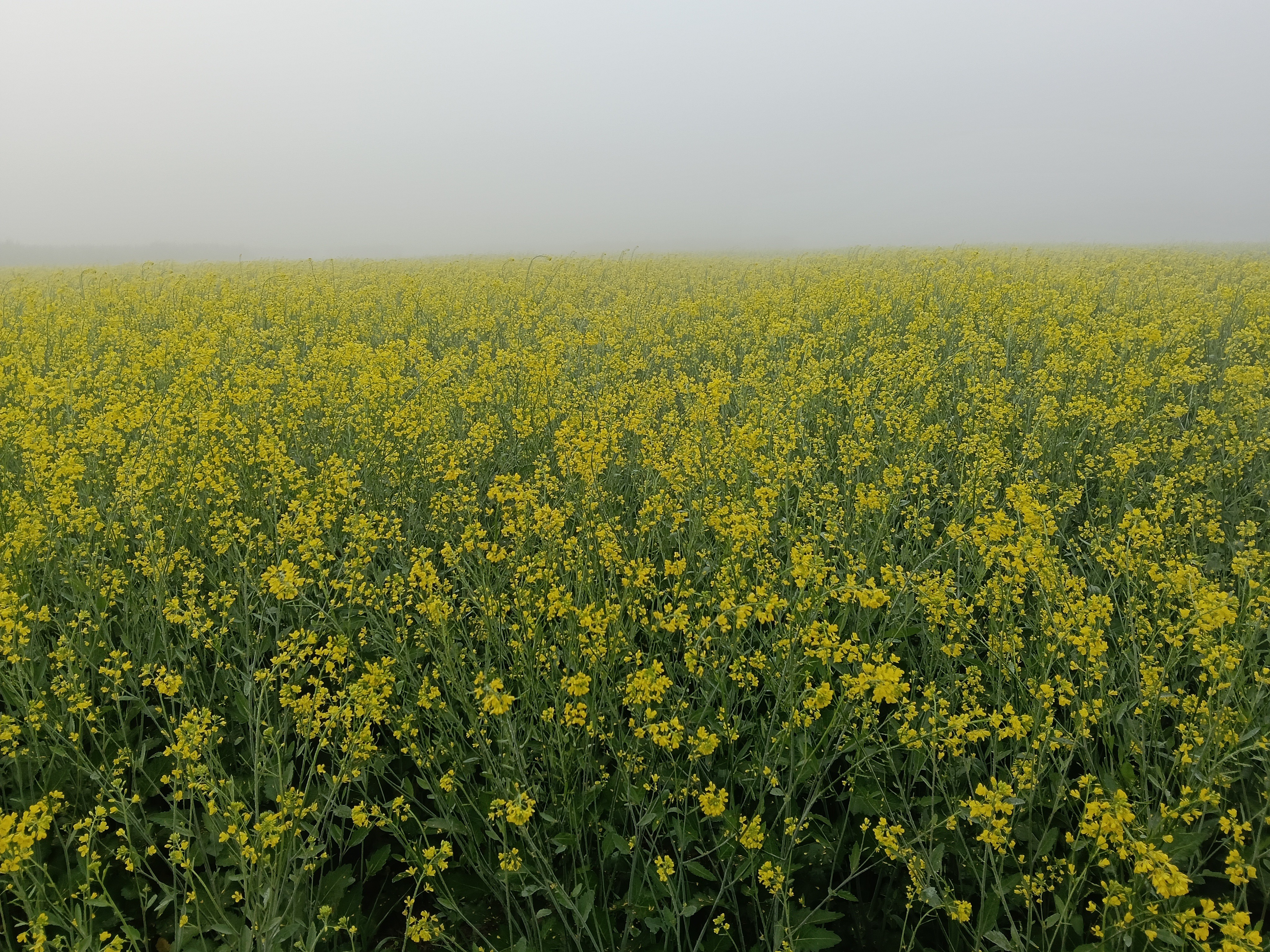 Mustard Aphid Attack Sparks Farmer Fears of Production Loss Amid ...