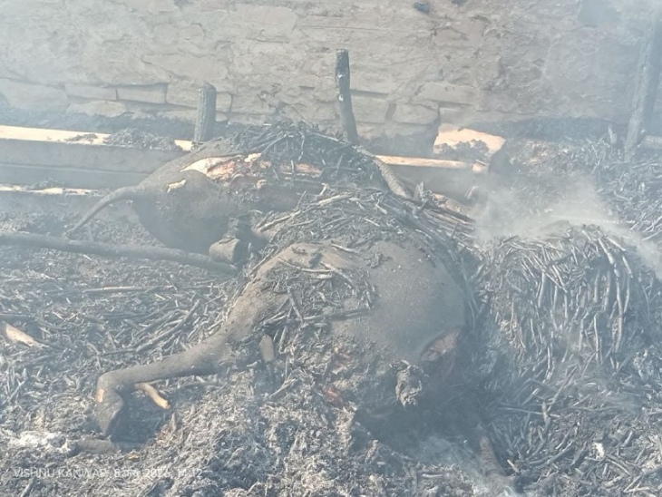 Two animals were burned alive due to a fire in the pen in Pali ...