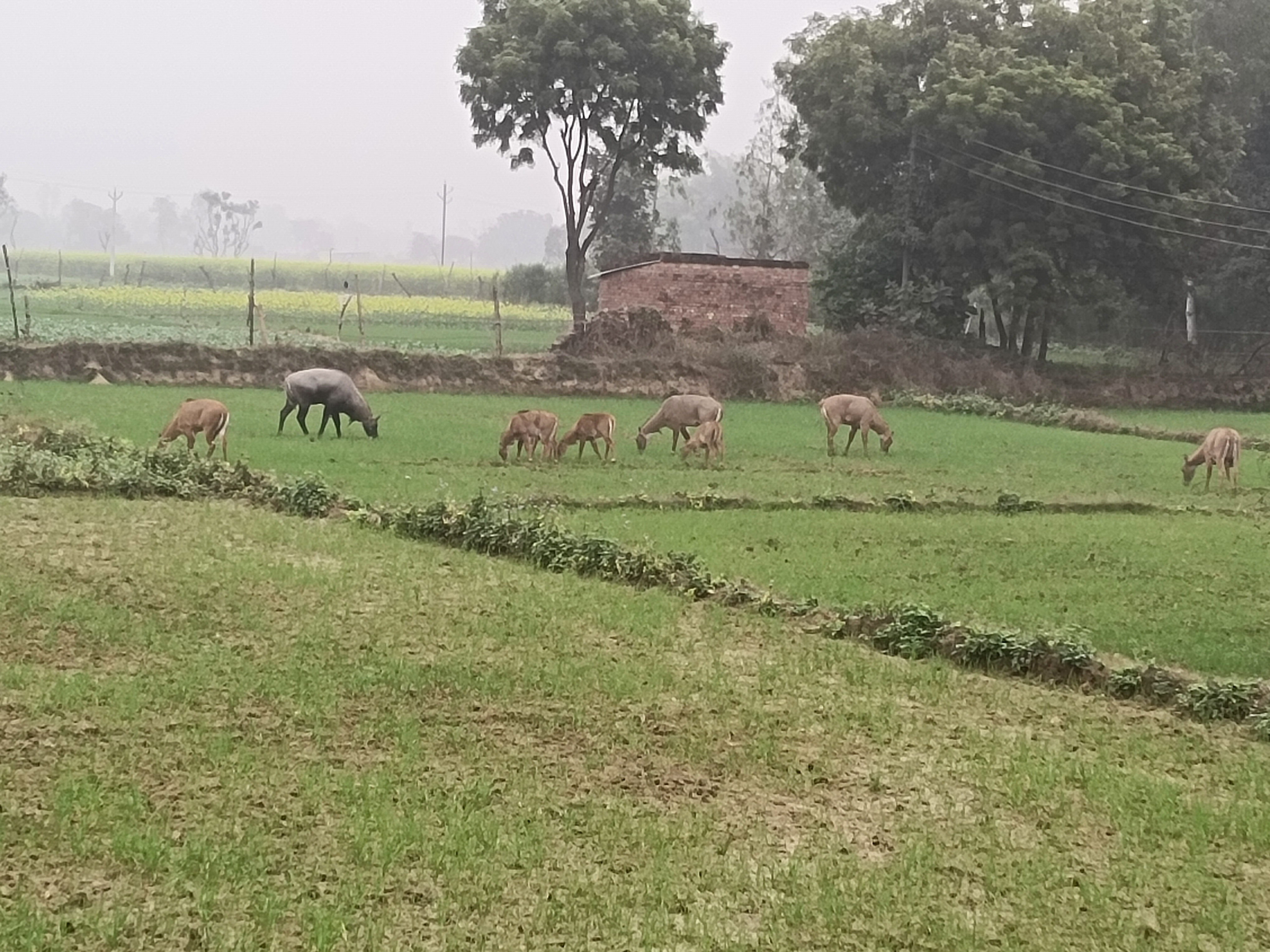 Milkypur Nilgai Attack | Crops Ruined, Passengers Unsafe; Demand Action