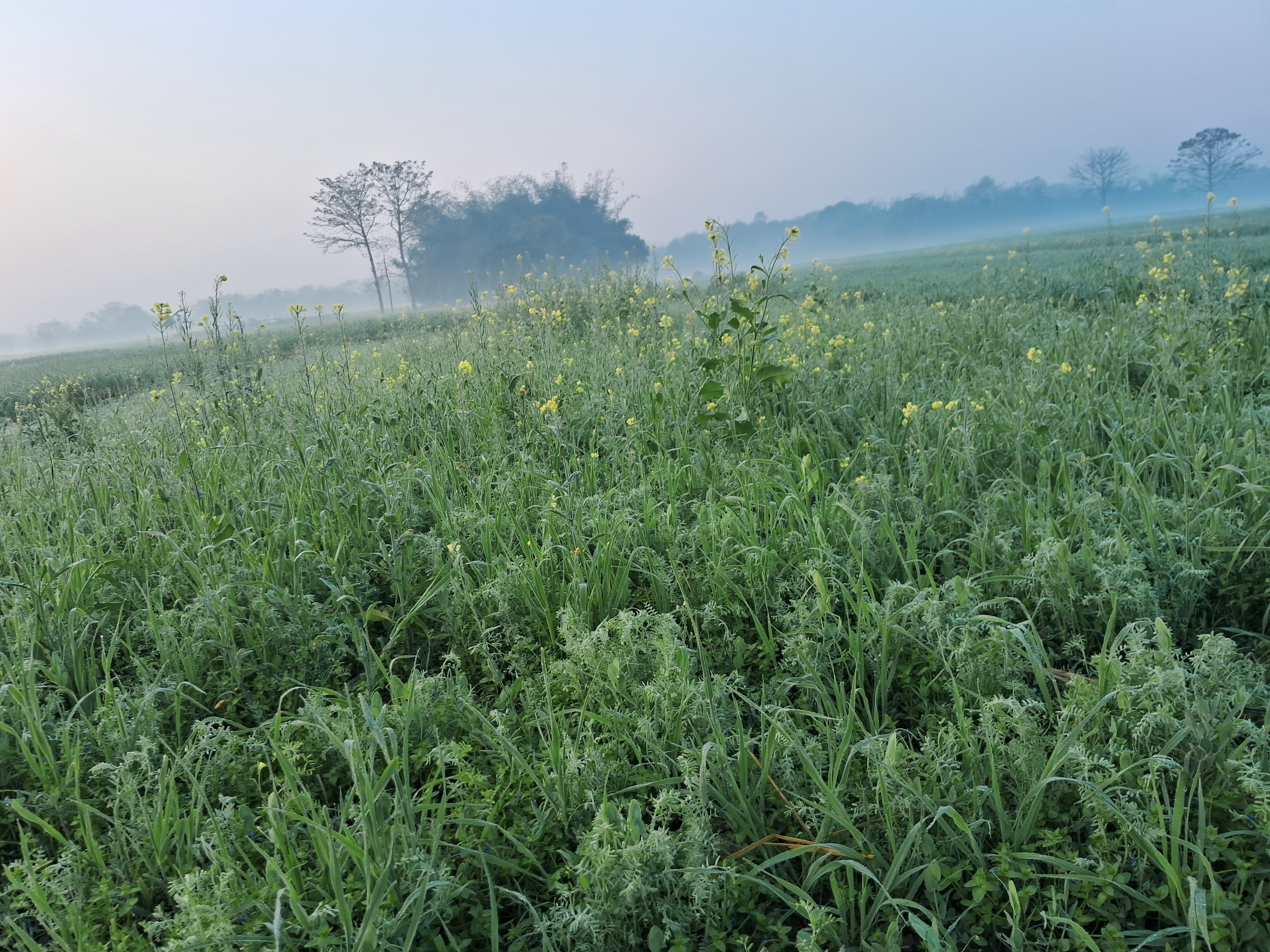 Rabi Crops Frost Protection | Potato Blight Prevention Agri Scientist Tips