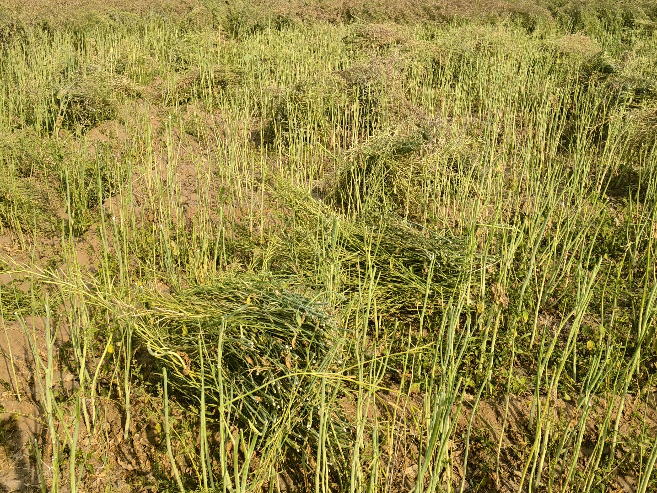 Riyan Badi Unseasonal Rain Sparks Crop Loss Fears; Spices, Psyllium Hit