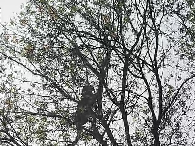 Nanpara Leopard Death | Tree Rescue Blood Update 2026