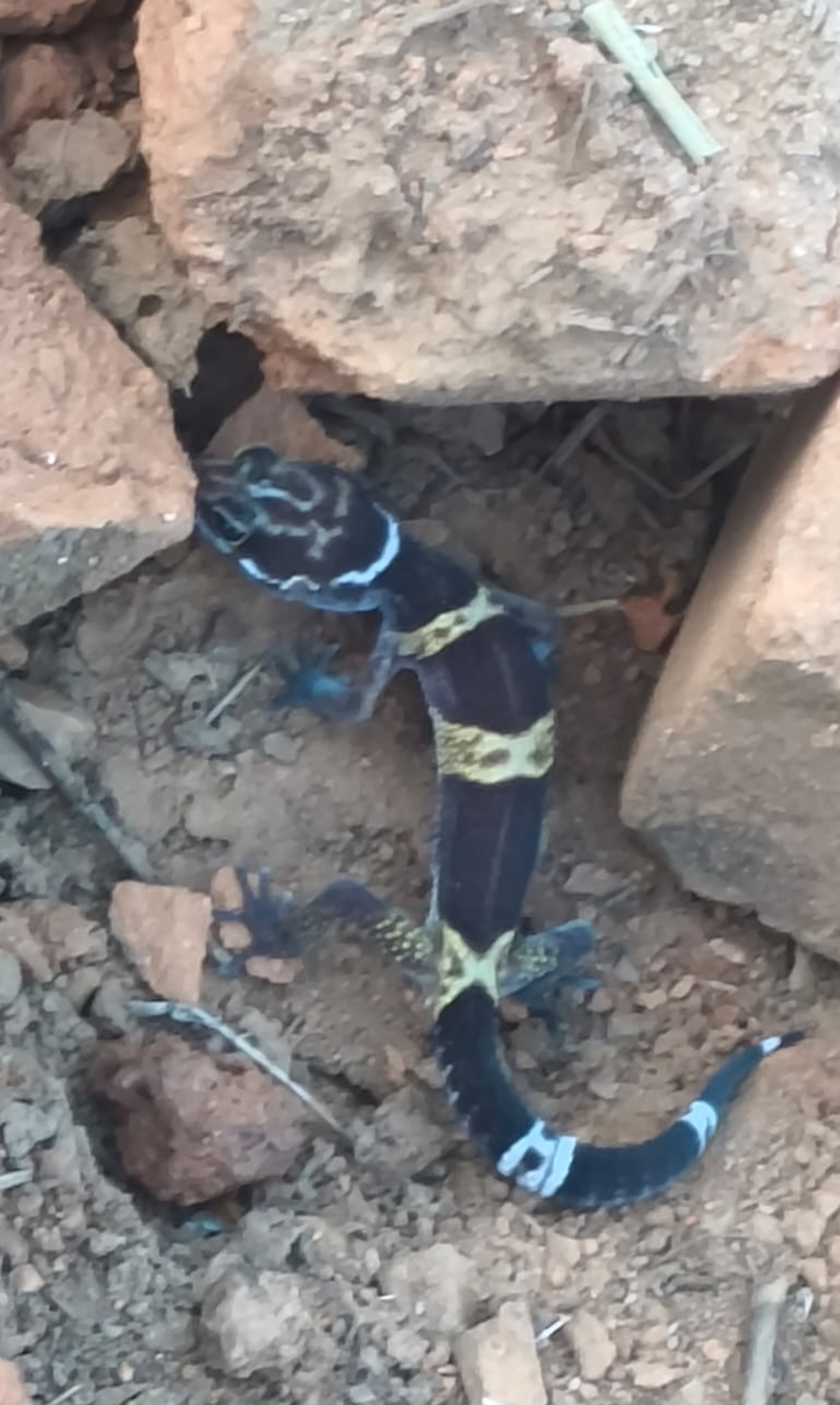 Indian leopard gecko lizard spotted in Agarpani forest