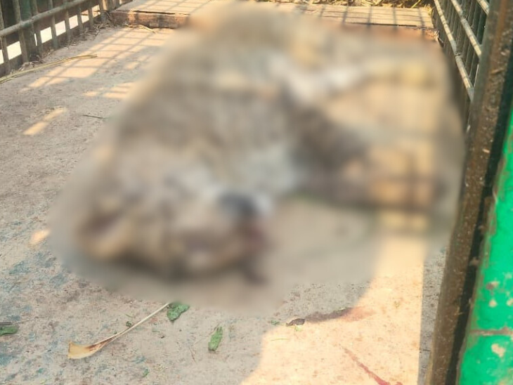 Nanpara Leopard Death | Pneumonia Dehydration Confirmed