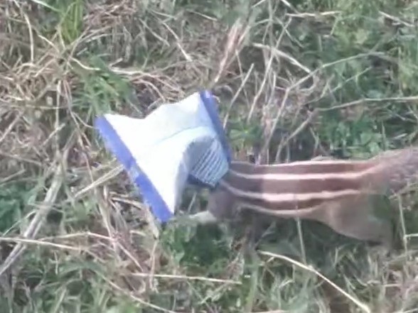 Ramnagar Activist Dev Bisht Saves Squirrel From Plastic Packet