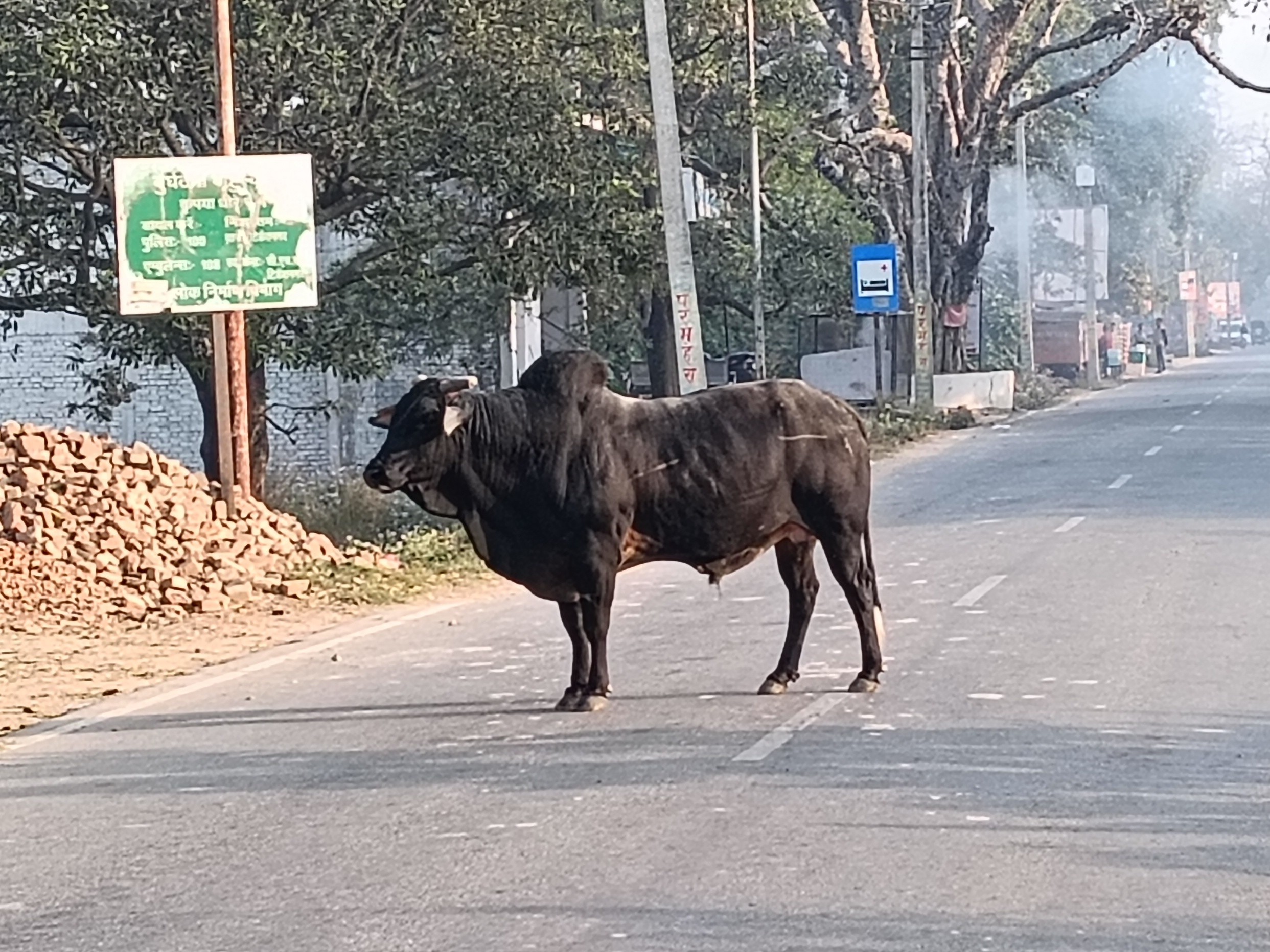 Barabanki Awara Pashu Sadak Durghatna | Officials Neglect Tikaitnagar