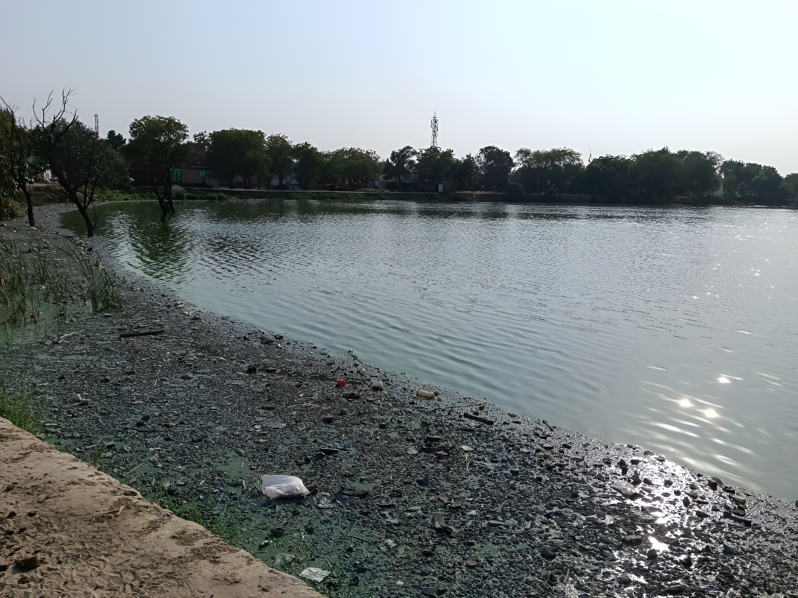 The ancient pond of Thara village is covered with water hyacinth