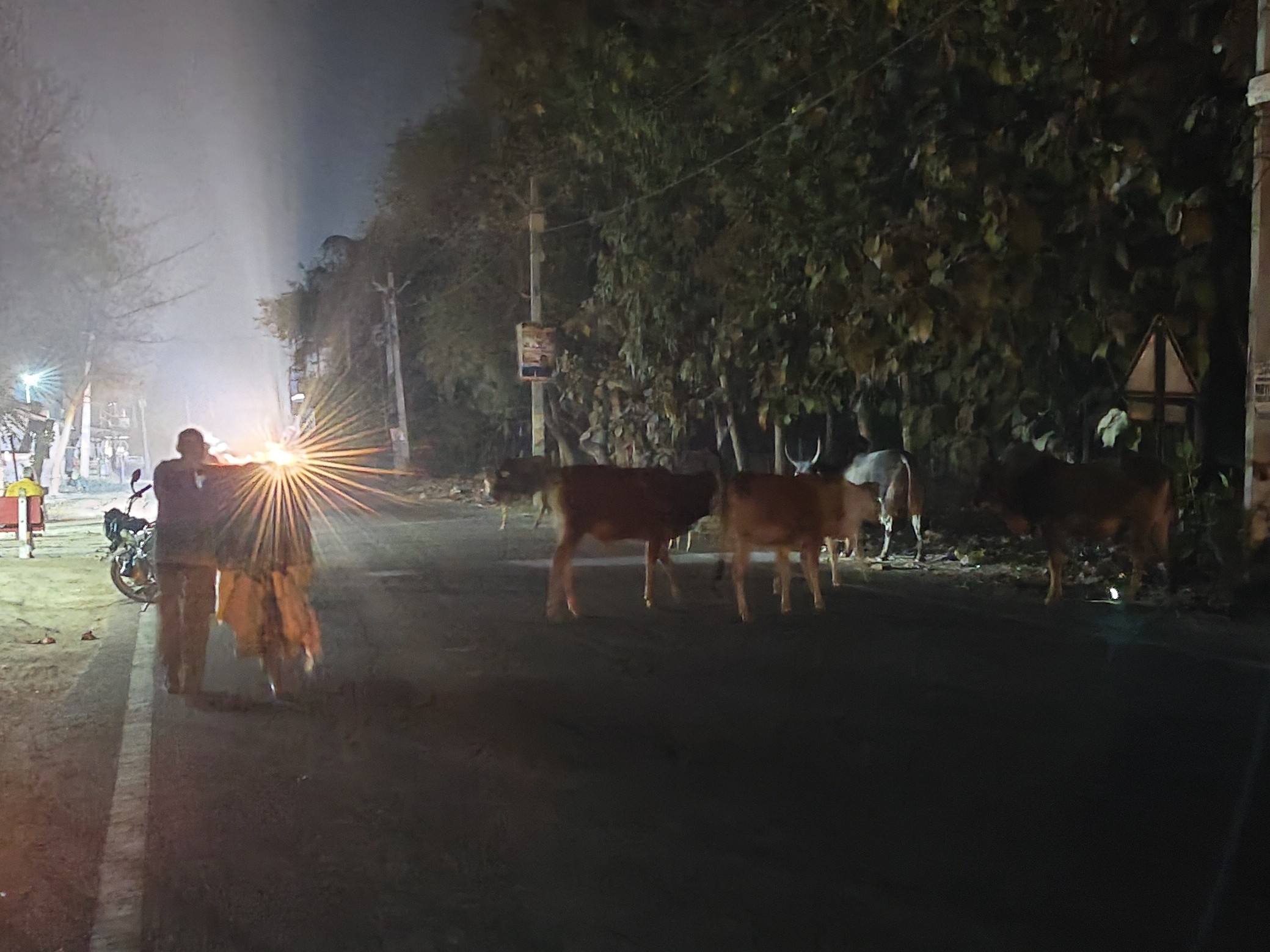 Amethi Highway Animal Hazard | Accident Risk Increased