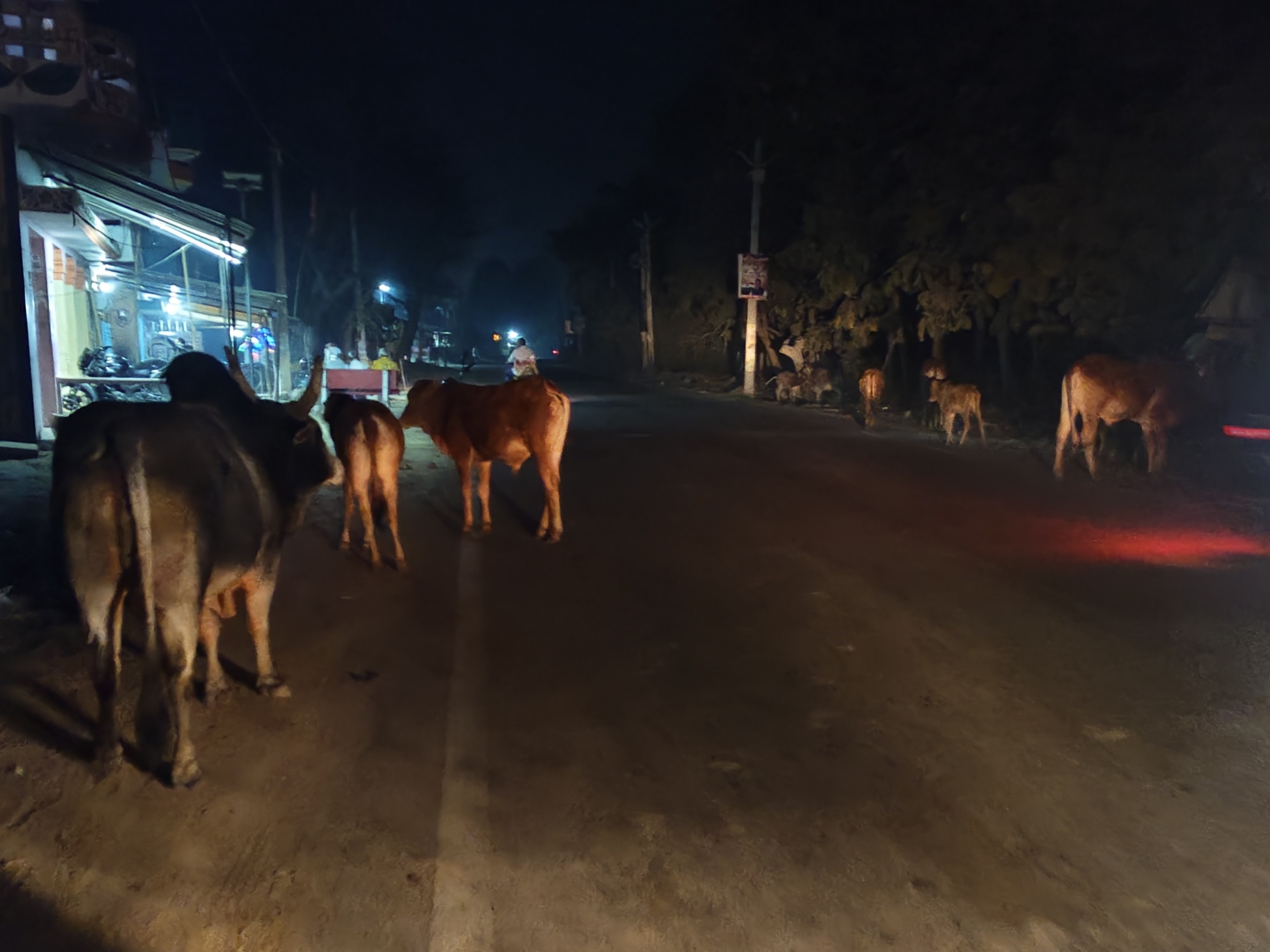Amethi Highway Animal Hazard | Accident Risk Increased