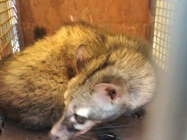 Moradabad DM Office Record Room Honey Badger Caught | Employees Scared