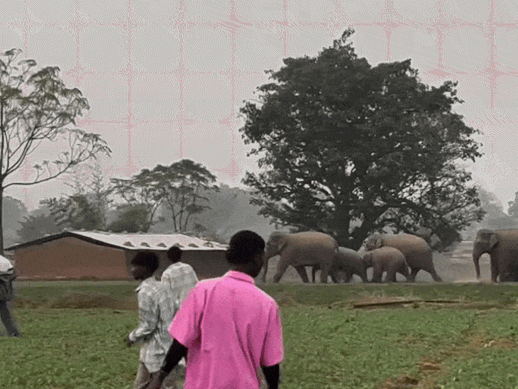 Vindhya Elephants Panic Villages | Homes Damaged, Crops Destroyed