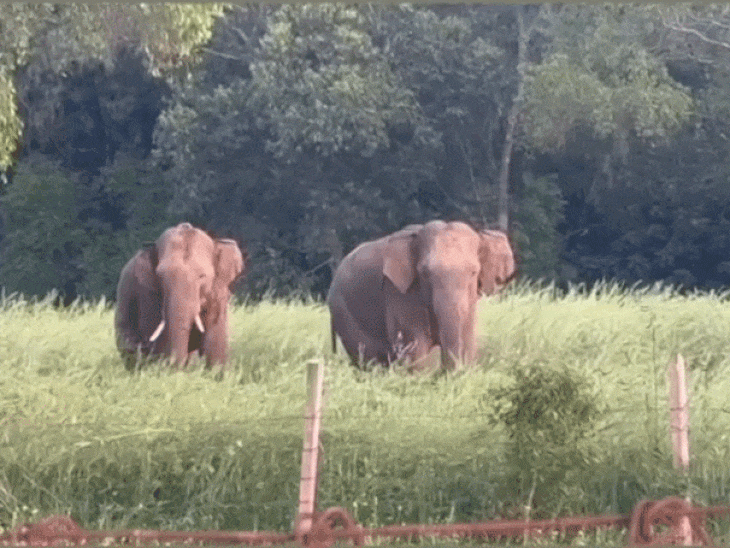 Vindhya Elephants Panic Villages | Homes Damaged, Crops Destroyed