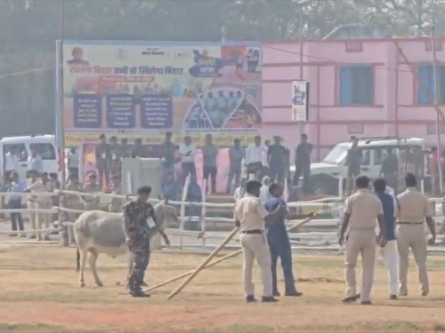 Begusarai Bull Chaos: CM Nitish Security Lapse | Helipad Intrusion