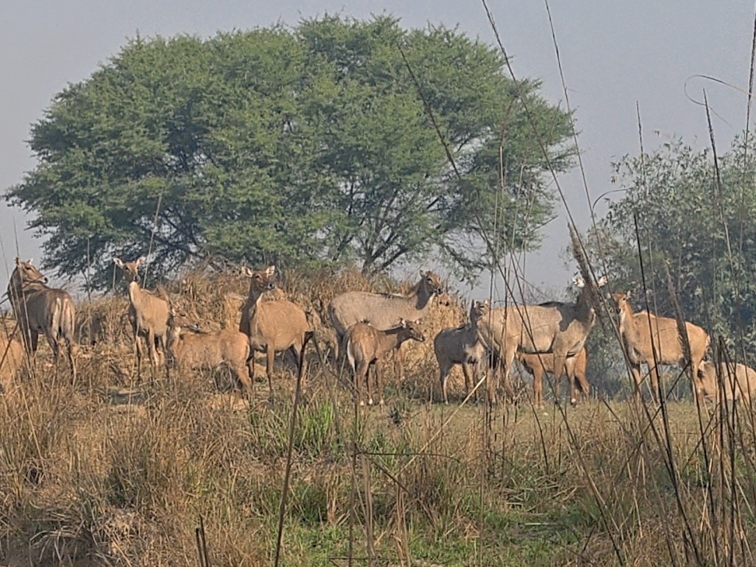 Budona Tajpur Farmers Helpless | Nilgai Attack Crops Destroyed