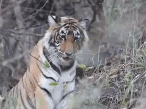 Karni Mata Fair Inaugurated by Forest Minister | Tiger Alert Near Alwar