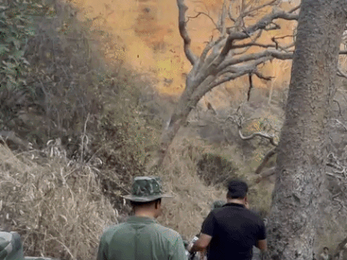 Karni Mata Fair Inaugurated by Forest Minister | Tiger Alert Near Alwar