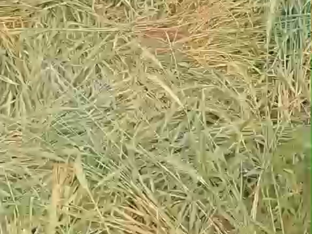 Gonda Gehu Sarson Fasat Nuksan | Barish Se Kisaan Pareshan