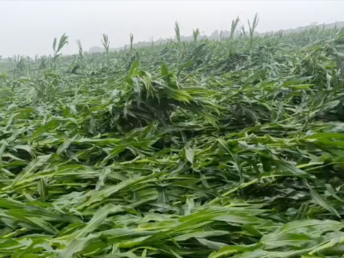Bhagalpur Crop Damage: Makai Crop Worst Hit, Mango-Litchi Crisis