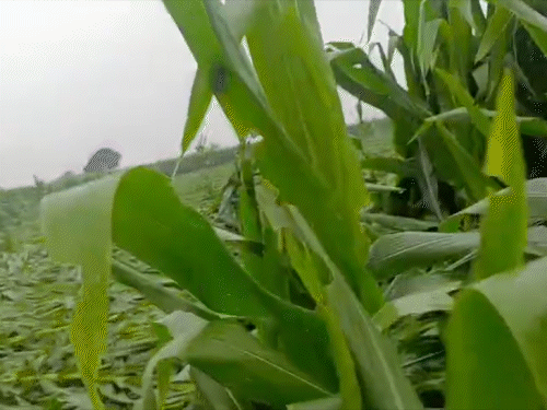 Bhagalpur Crop Damage: Makai Crop Worst Hit, Mango-Litchi Crisis
