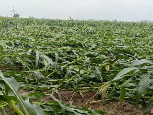 Bhagalpur Crop Damage: Makai Crop Worst Hit, Mango-Litchi Crisis