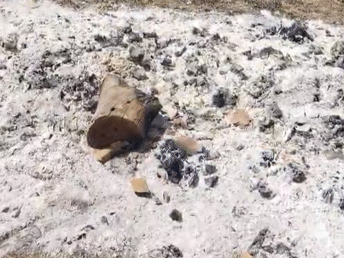 Ambikapur Sanjay Park Deer Death | Stray Dogs Attack; Investigation Ordered