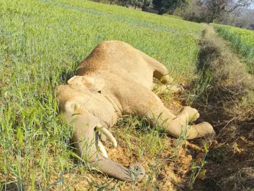 Ambikapur Sanjay Park Deer Death | Stray Dogs Attack; Investigation Ordered