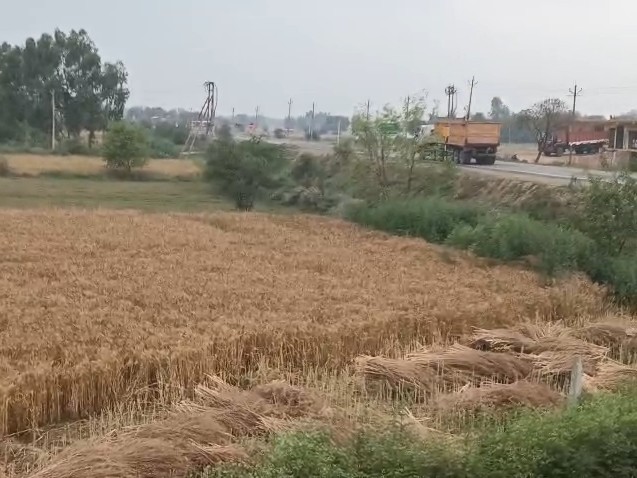 Amritpur Gehun Fasla Damage | Barish Chinta Farmers