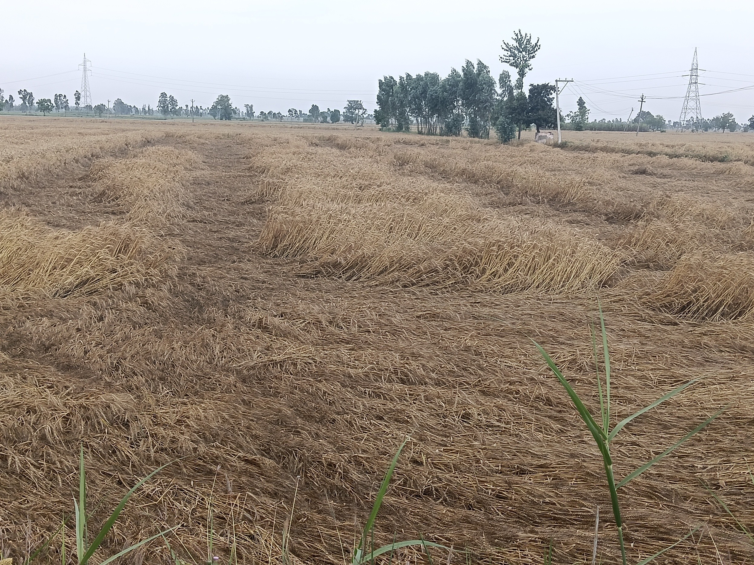 Hastinapur Farmers Demand Compensation | Crop Damage Due to Unseasonal Rain
