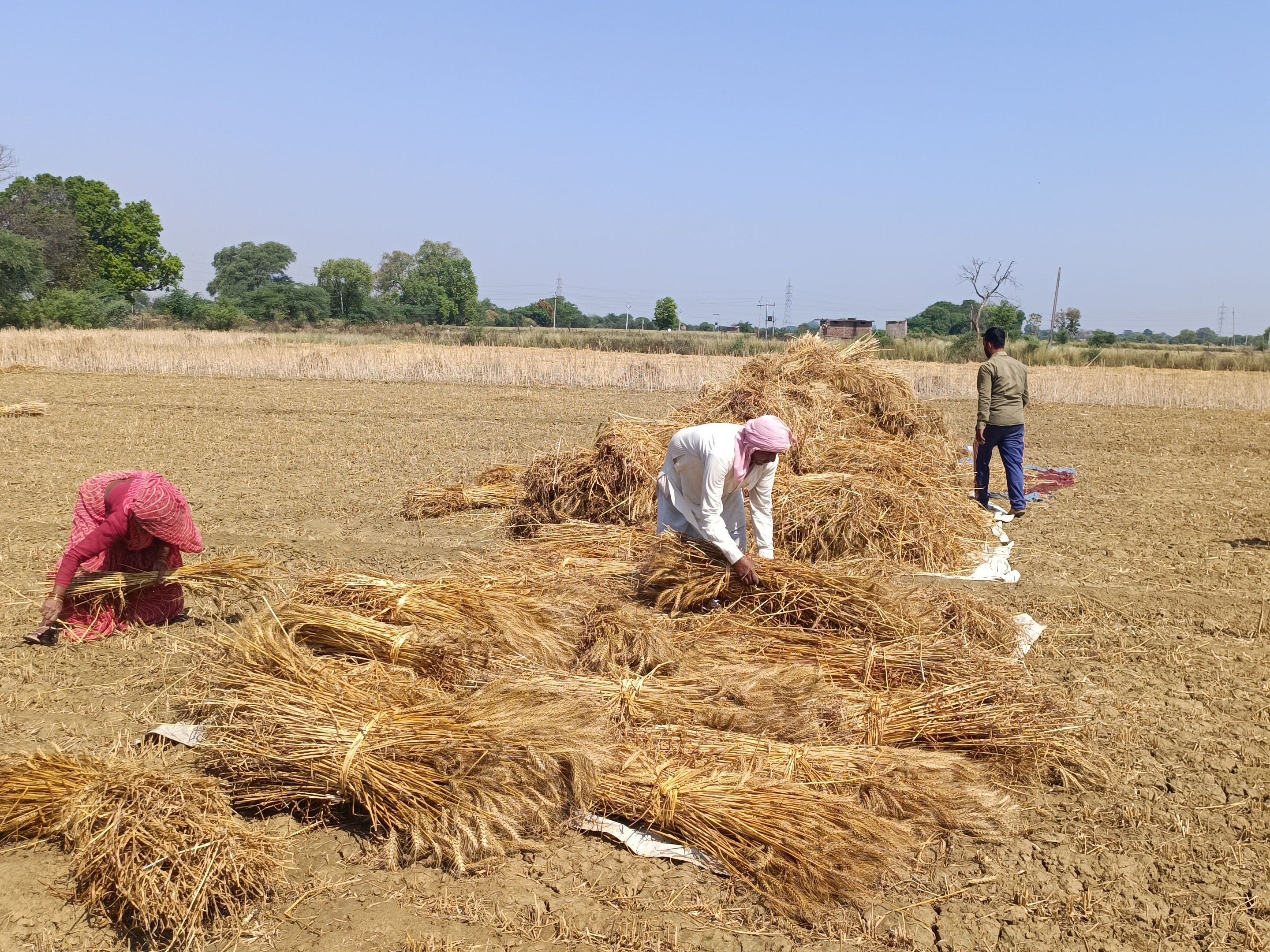Jalaun Hailstorm Damage Survey | 25,100 Farmers Affected, Admin Active