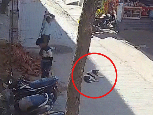 Indira Nagar Dog Cruelty: Retired Army Man Beats Dog Half Dead, CCTV ...