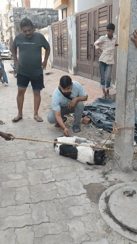 Indira Nagar Dog Cruelty: Retired Army Man Beats Dog Half Dead, CCTV ...