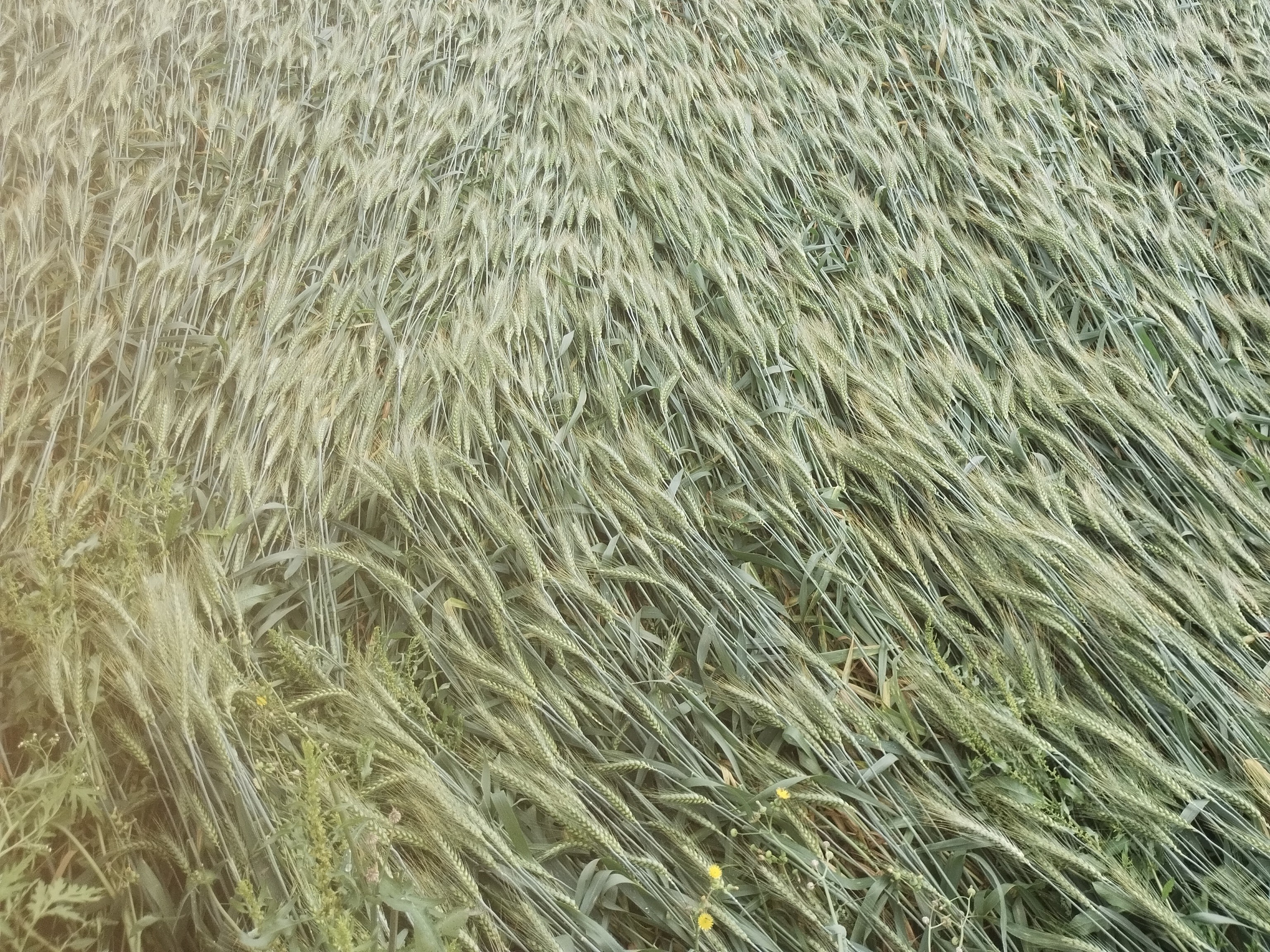 Chitrakoot Farmers Crops Damaged by Rain & Wind | Wheat, Arhar, Chana ...