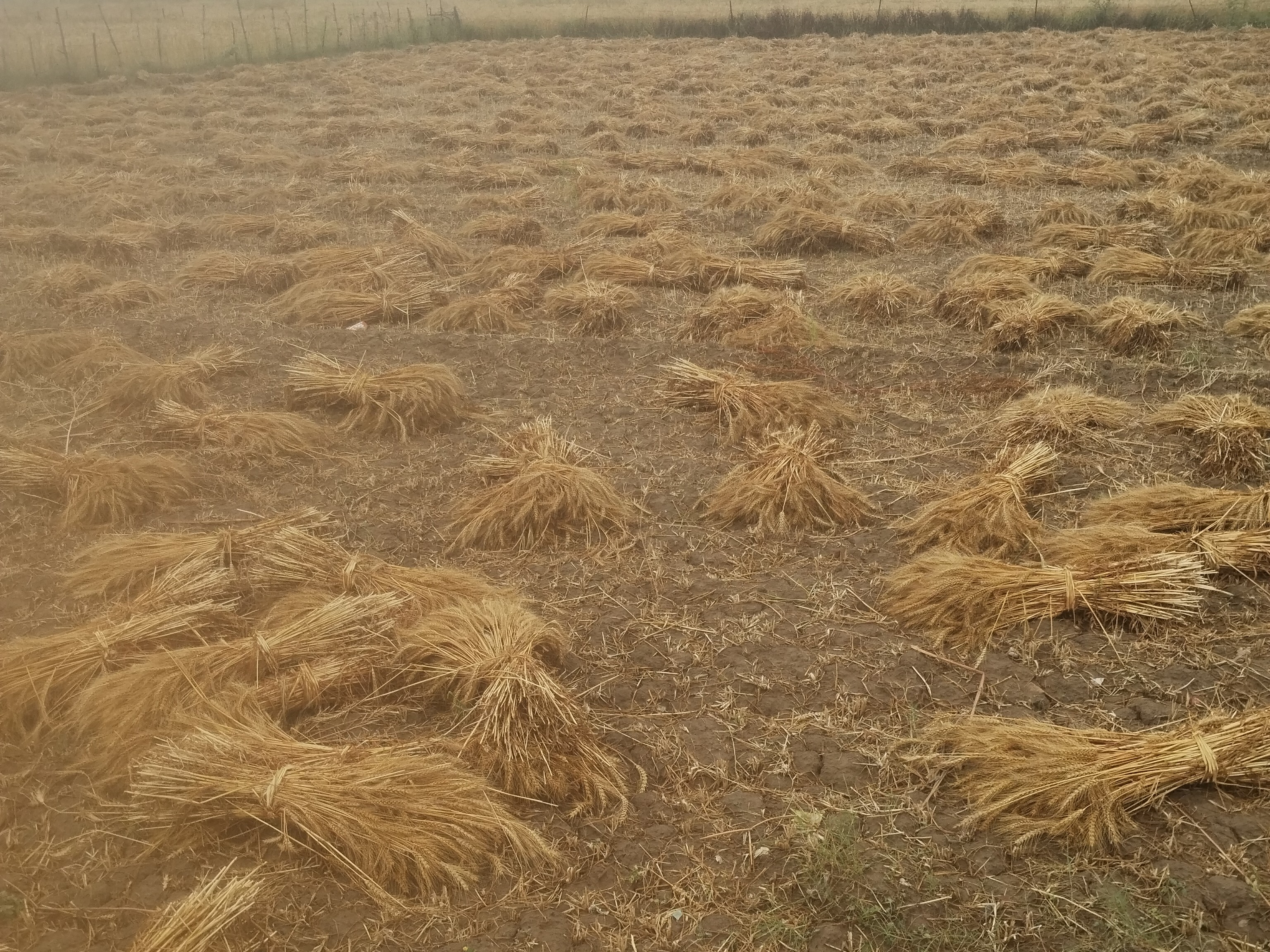 Chitrakoot Farmers Crops Damaged by Rain & Wind | Wheat, Arhar, Chana ...