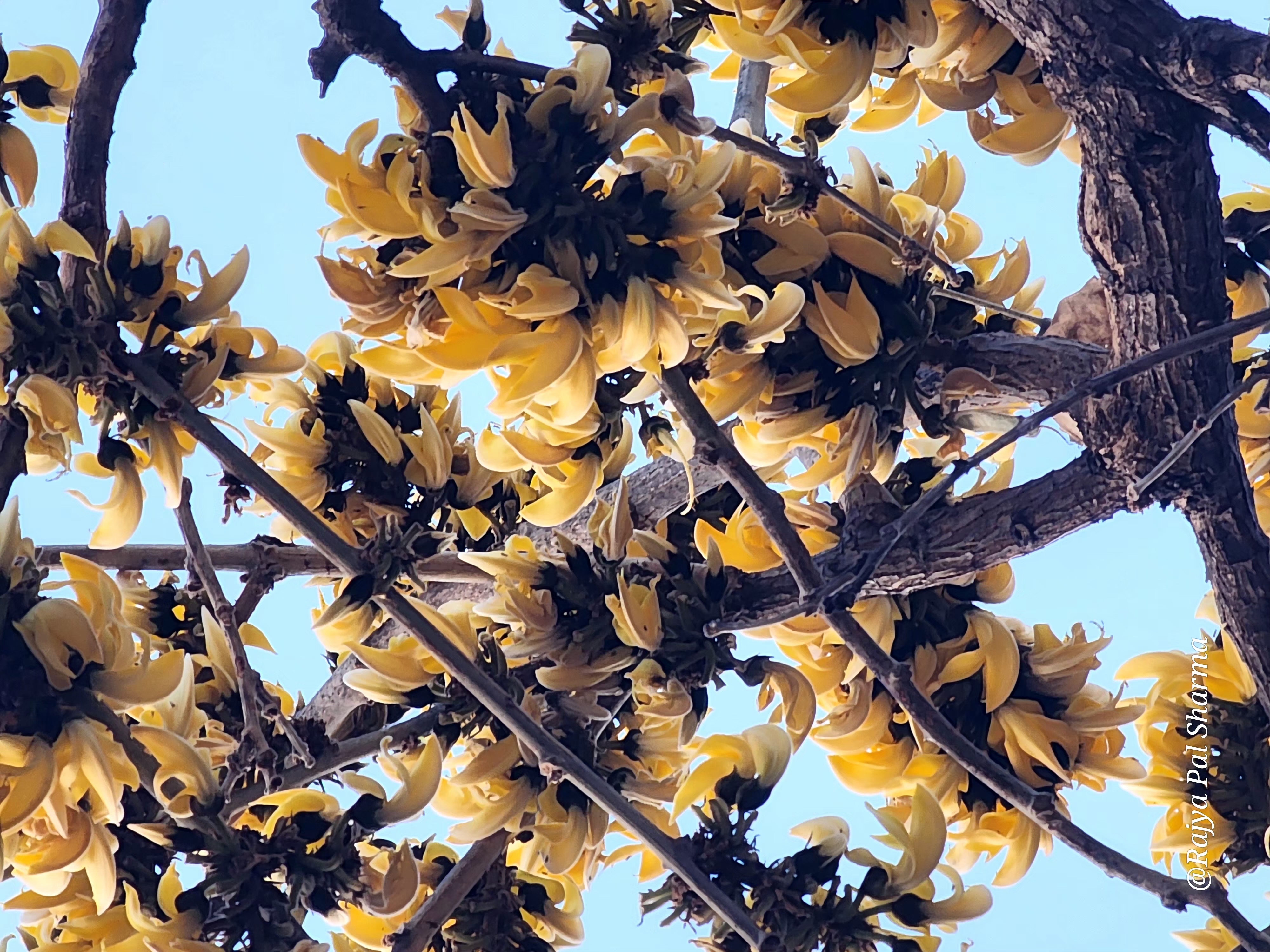 Rare endangered yellow palash tree spotted in Shahabad forest, experts ...