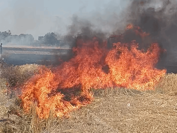 Sonha Cattle Fodder Crisis | Basti Wheat Stubble Fire