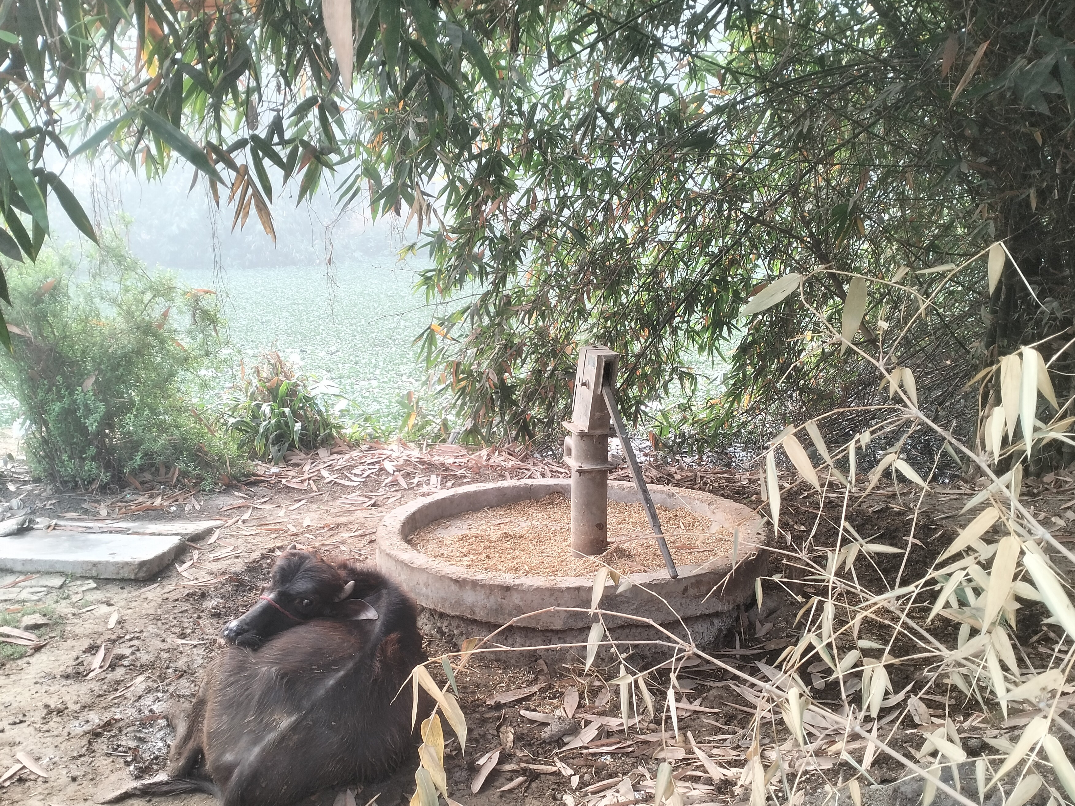 Prayagraj Sarai Bhogi Handpump Reboring Demand | Officials Assurance